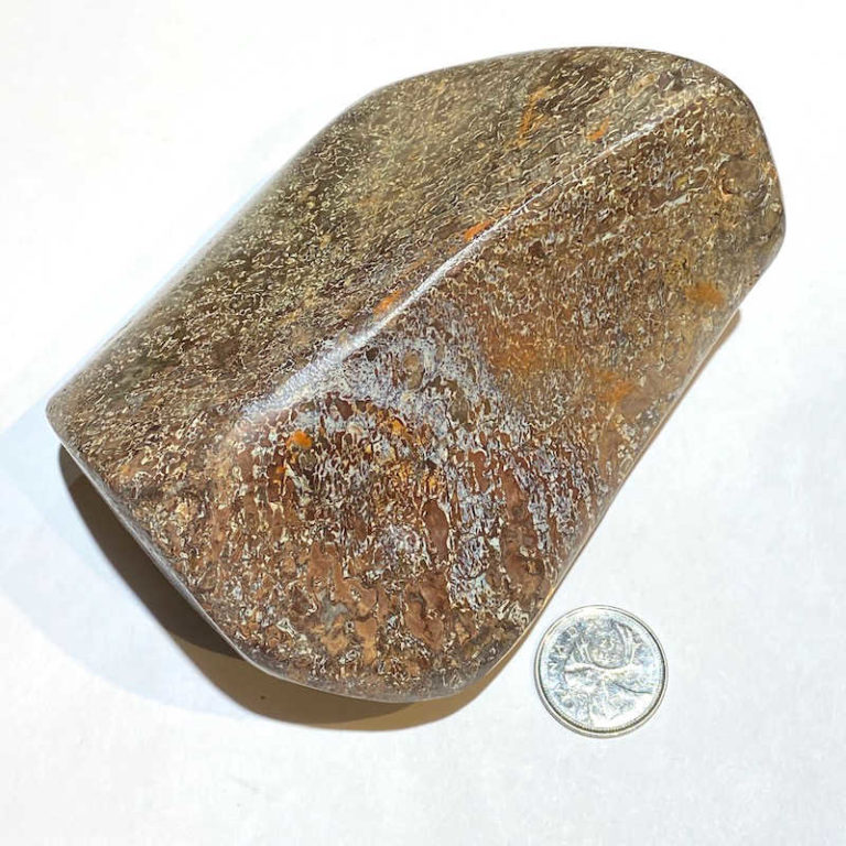 Atlasaurus Dinosaur Bone Marrow - Gifts from the Earth | Geologic